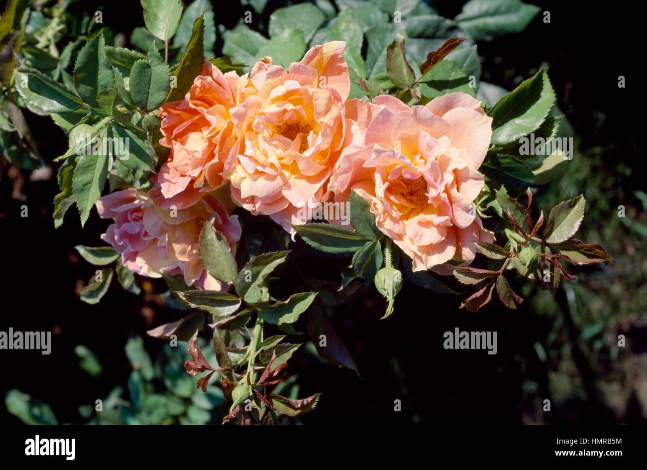 Rose rosa paul cezanne hi-res stock photography and images - Alamy