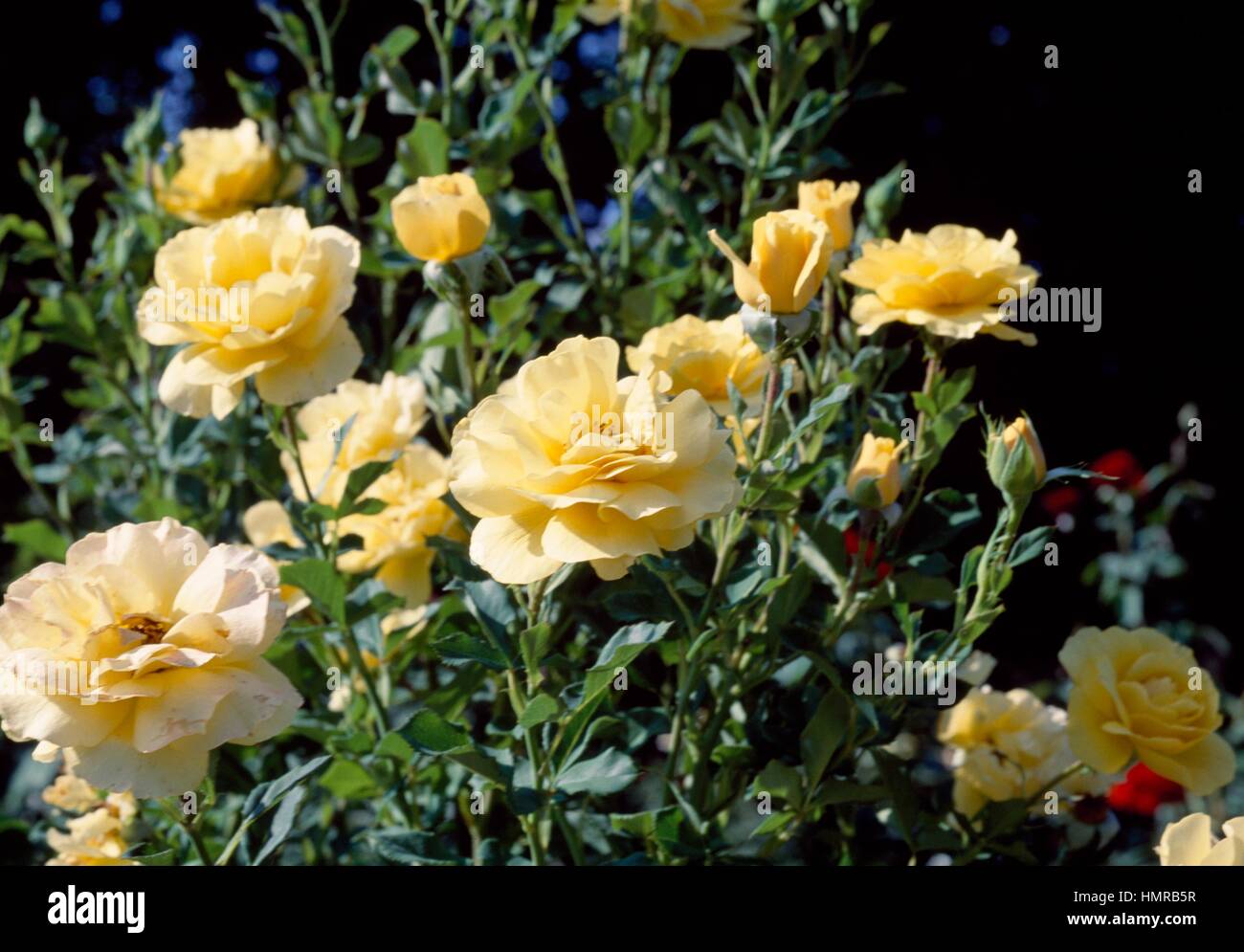 Rose (Rosa Princess Alice), Rosaceae Stock Photo - Alamy