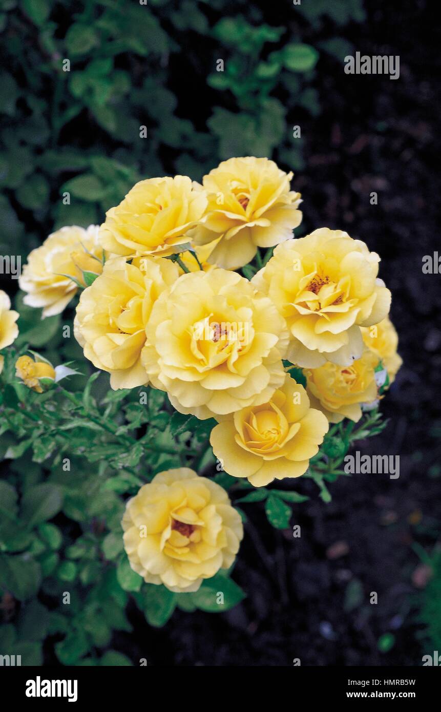 Princess alice hi-res stock photography and images - Alamy