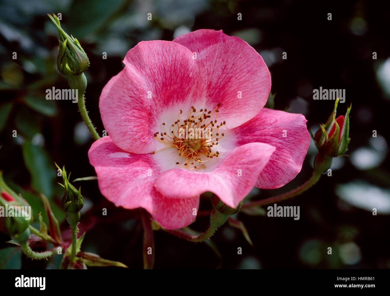 Rose (Rosa Pink Meidiland), Rosaceae Stock Photo - Alamy