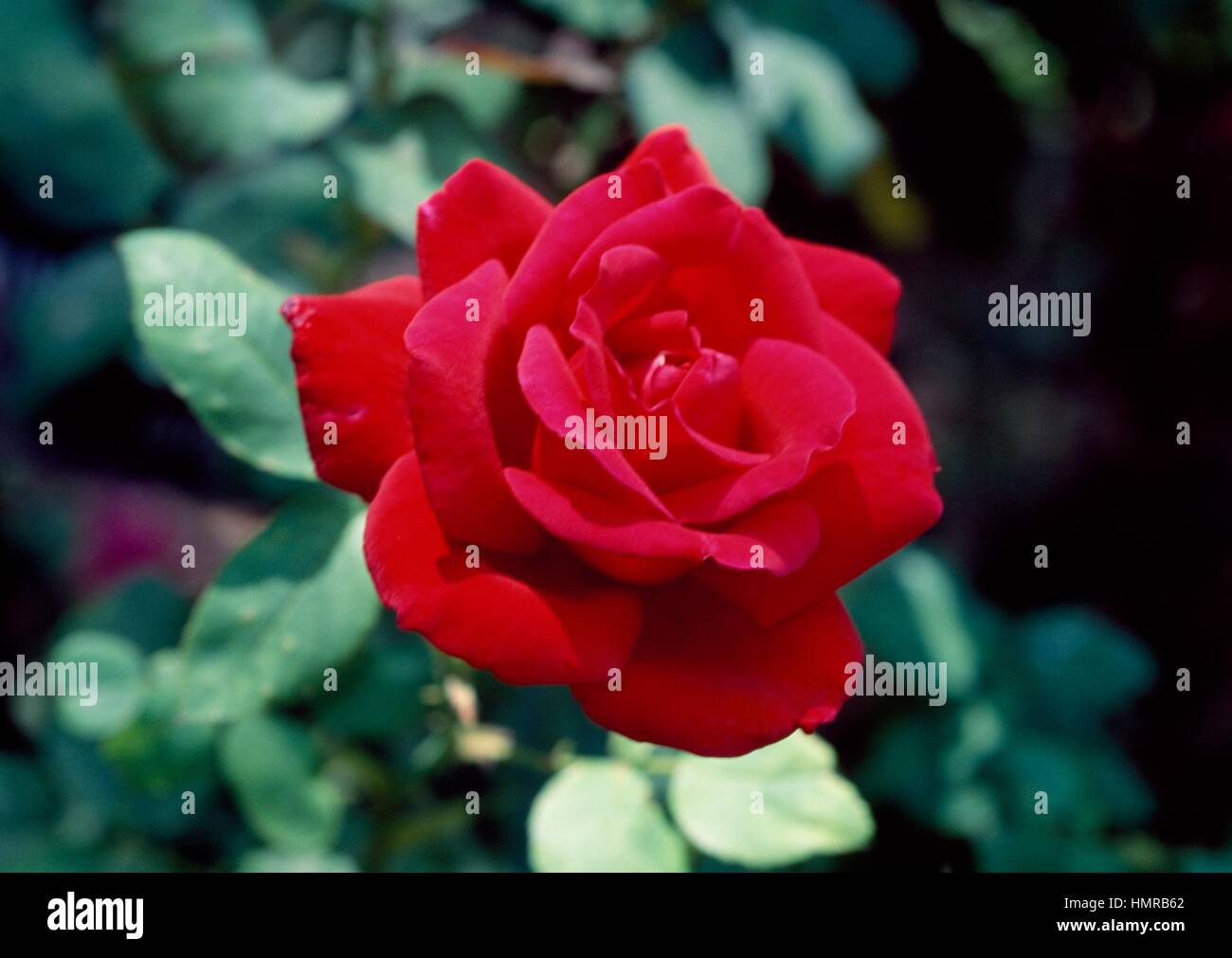 Rose (Rosa The Pilgrim), Rosaceae Stock Photo - Alamy