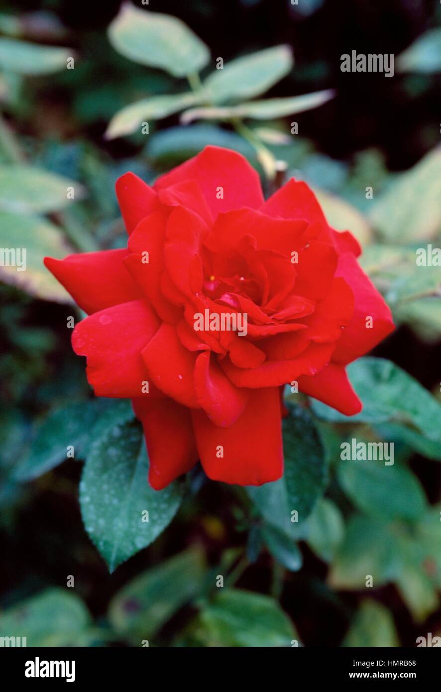Rose (Rosa Rob Roy), Rosaceae Stock Photo - Alamy