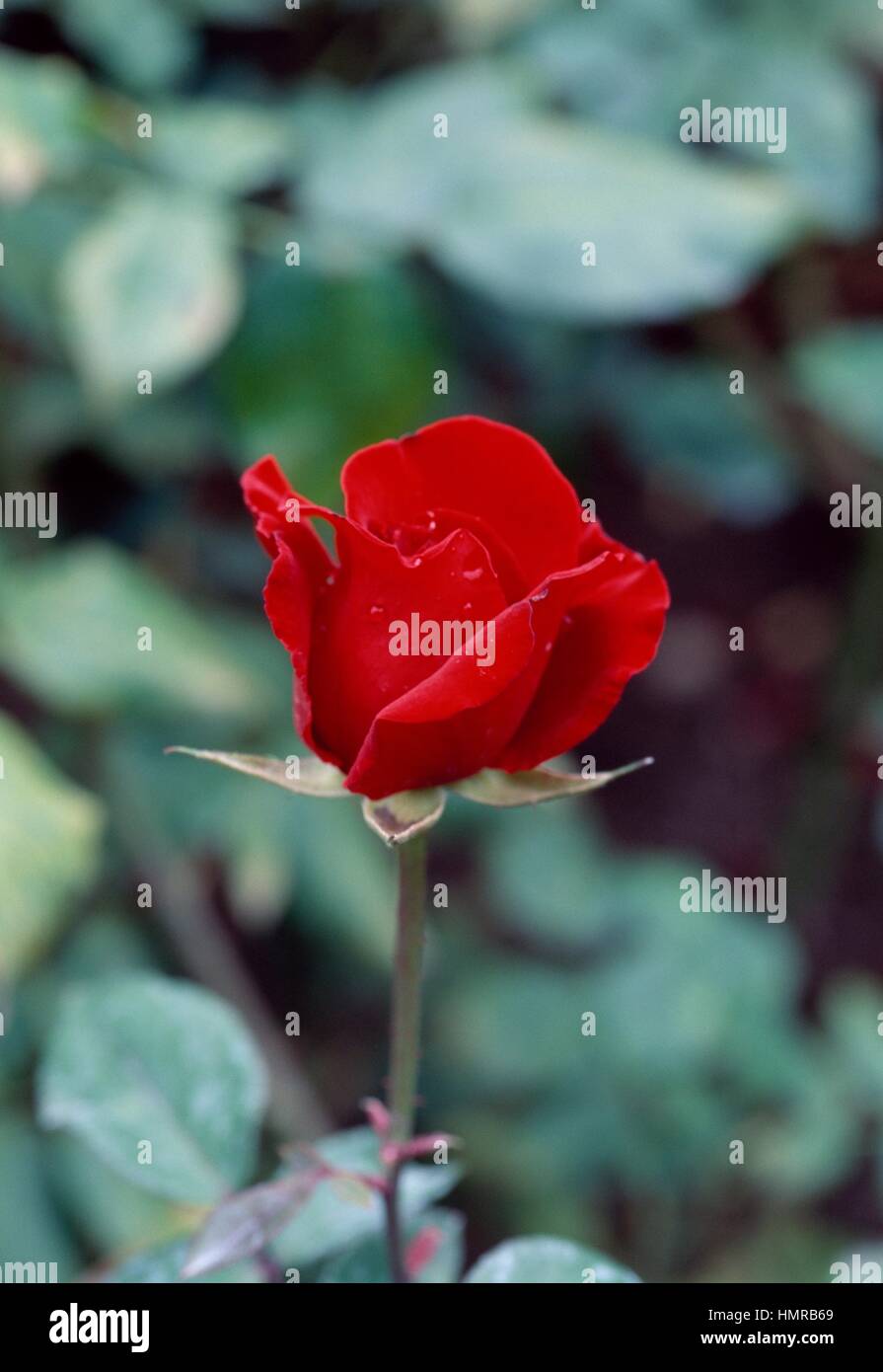 Rose (Rosa Rob Roy), Rosaceae Stock Photo - Alamy