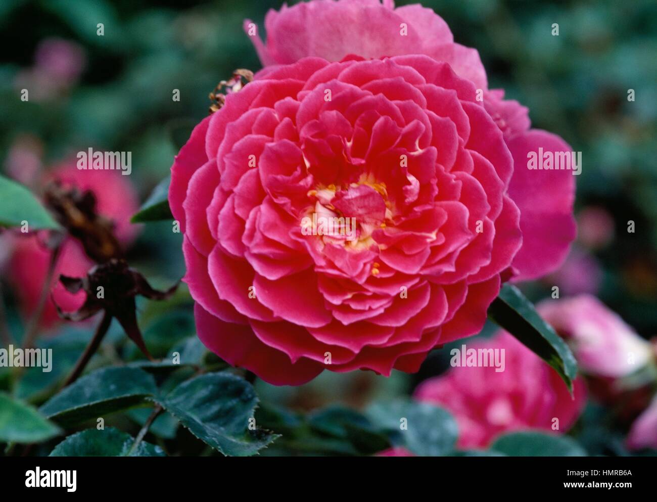 Rose rosa rochester cathedral hi-res stock photography and images - Alamy