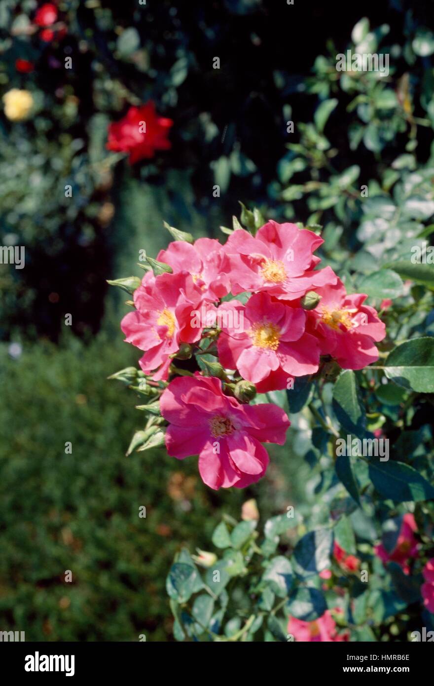Rose (Rosa Rose Cascade 1995), Rosaceae Stock Photo - Alamy