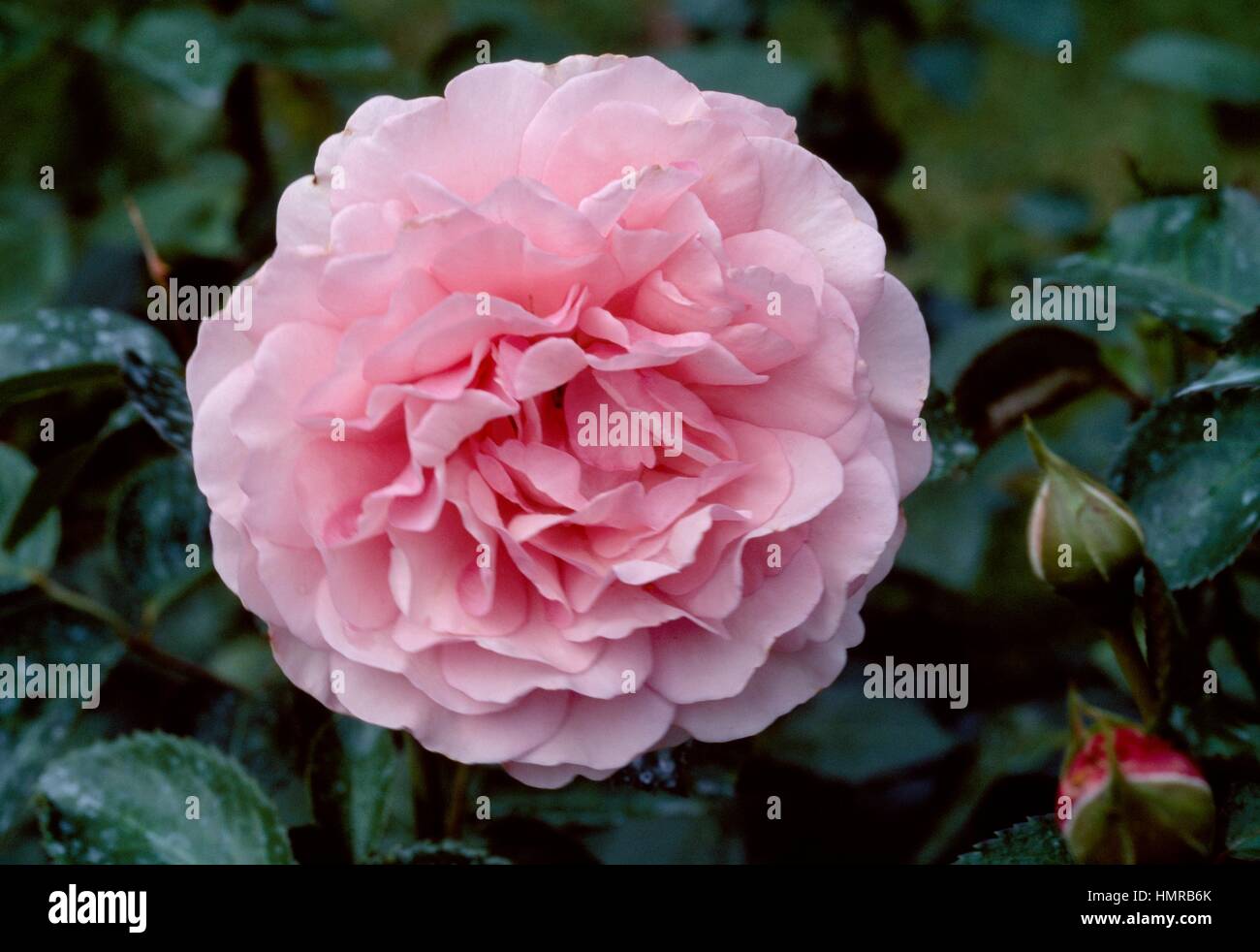 Rose (Rosa Radox Bouquet), Rosaceae Stock Photo - Alamy