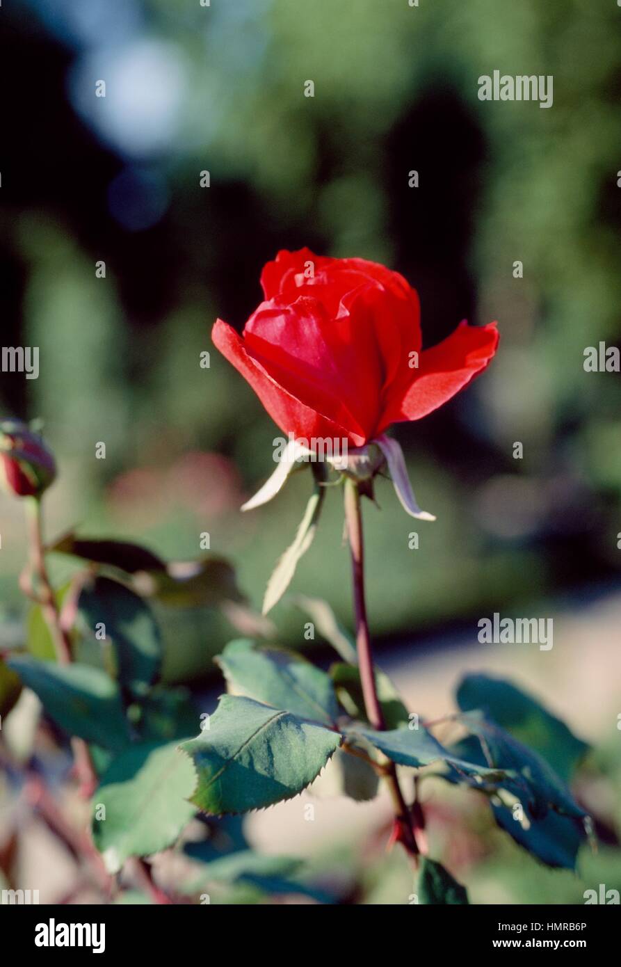 Rose lady rose hi-res stock photography and images - Alamy