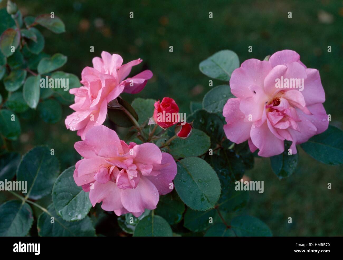 Rosa relax decor hi-res stock photography and images - Alamy