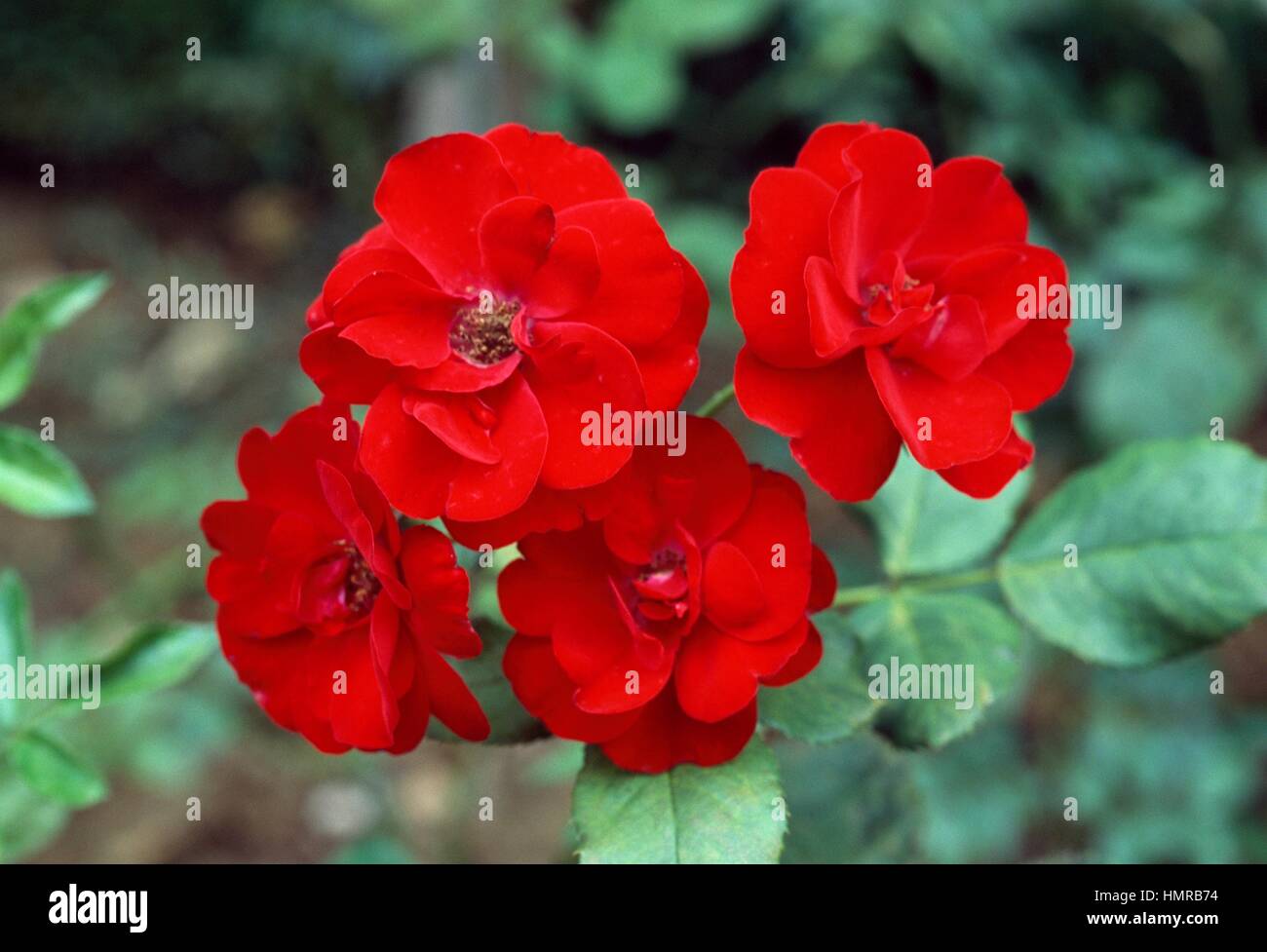 Rose (Rosa Red Favourite), Rosaceae Stock Photo - Alamy
