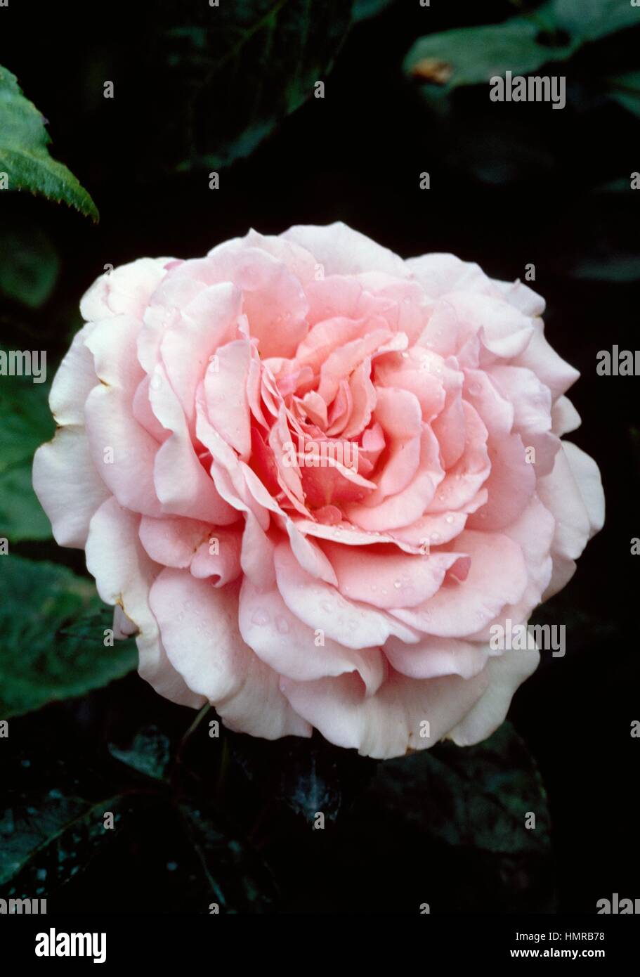Rose (Rosa Radox Bouquet), Rosaceae Stock Photo - Alamy