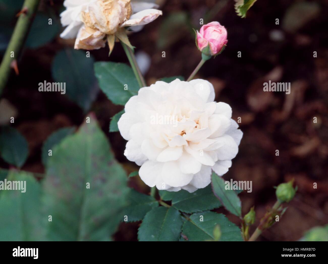 Pet rose hi-res stock photography and images - Alamy