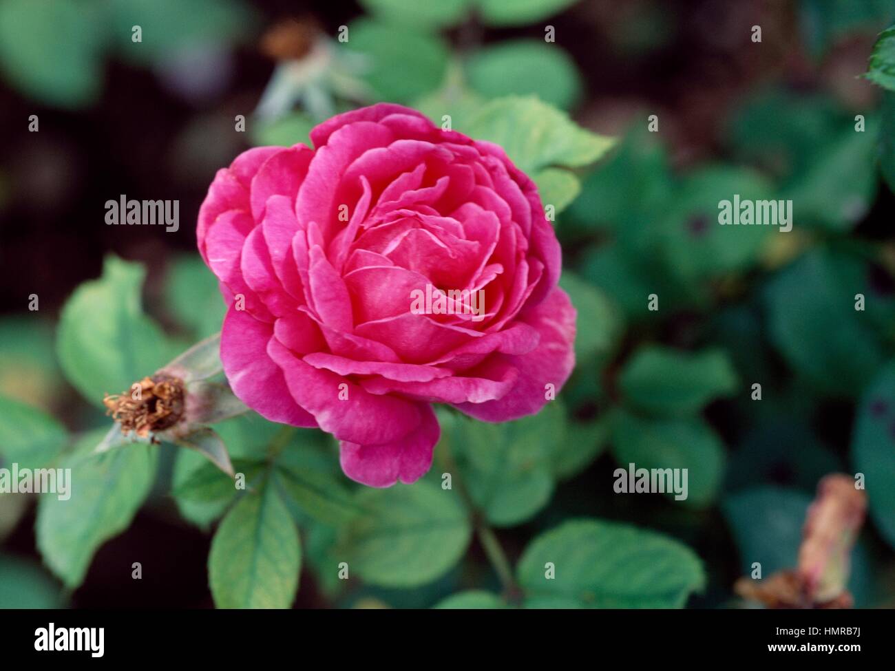Rose (Rosa Souvenir de Mme Brouelle), Rosaceae Stock Photo - Alamy