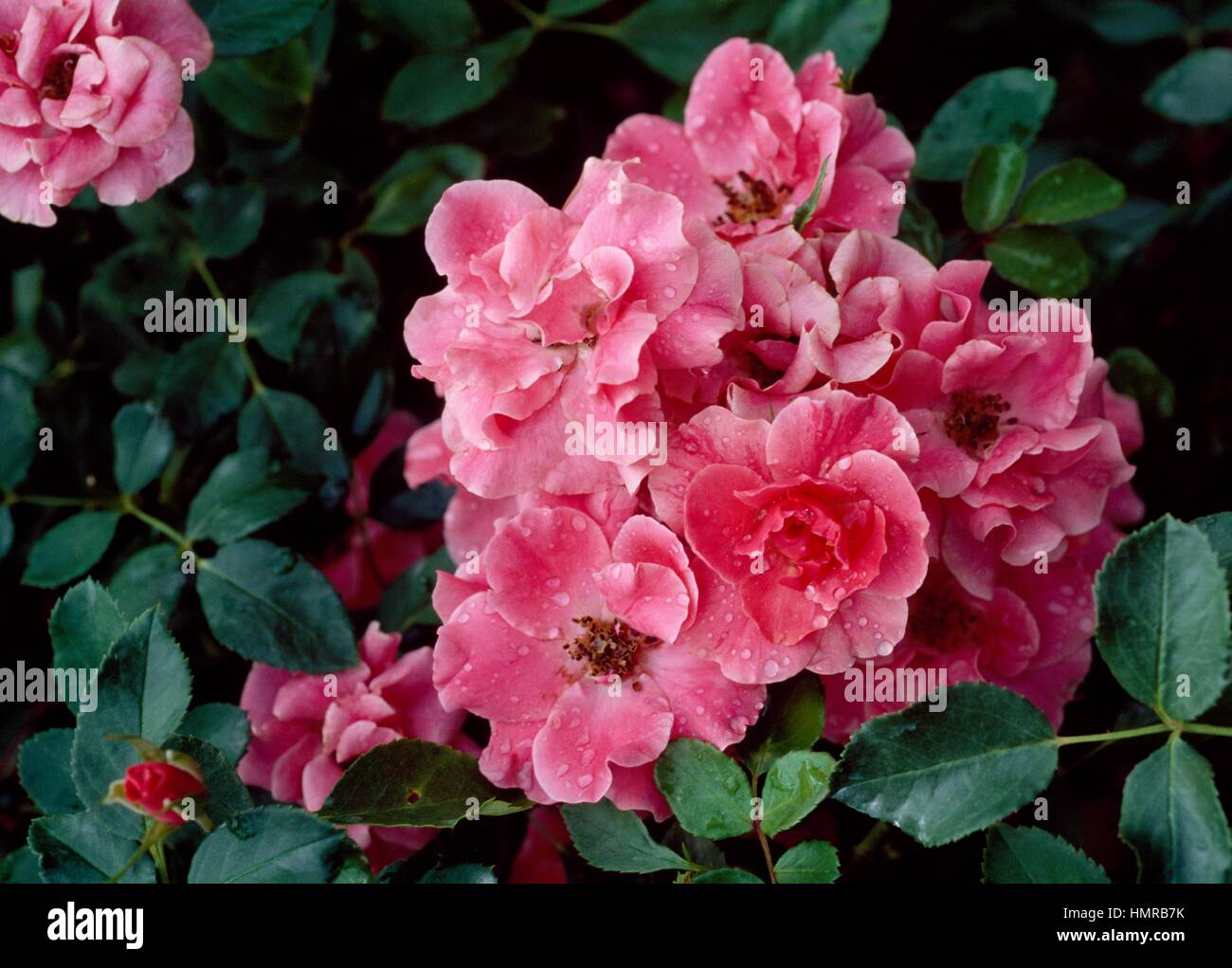 Rose (Rosa Stargazer), Rosaceae Stock Photo - Alamy