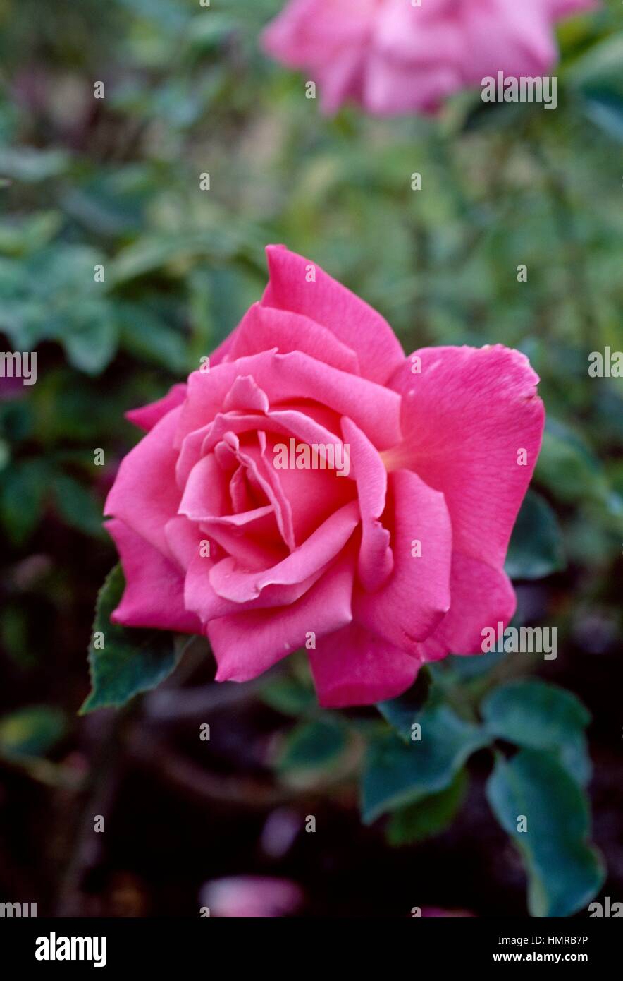 Sarah rose hi-res stock photography and images - Alamy