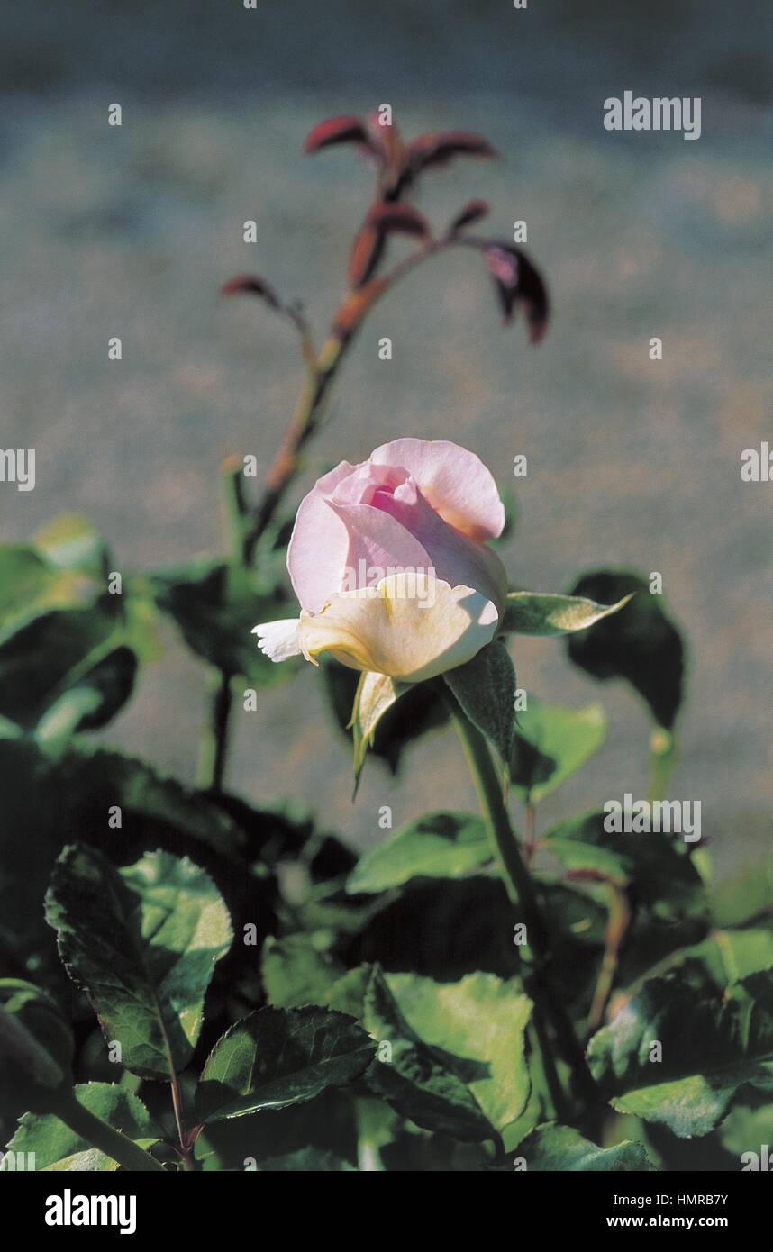 Botany - Rosaceae. Sharifa Asma Rose Stock Photo - Alamy