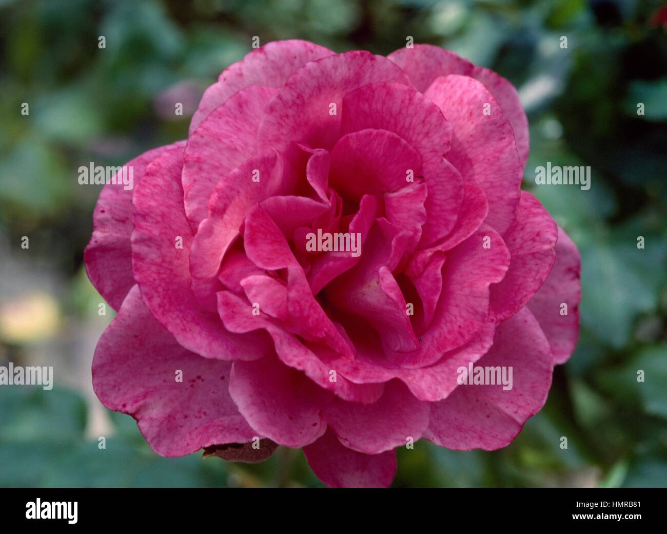 Shocking Blue Rose