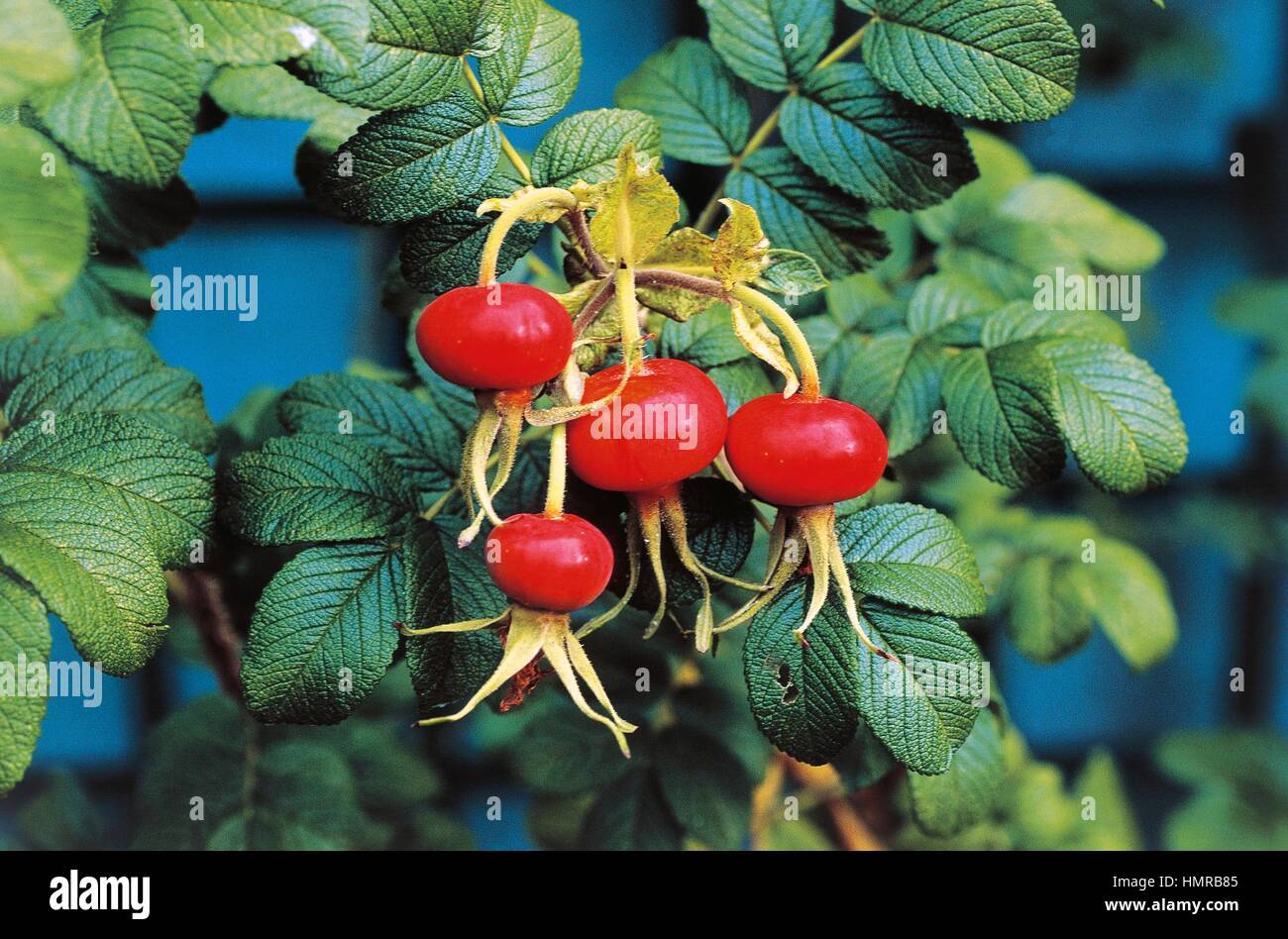 Cochet hi-res stock photography and images - Alamy