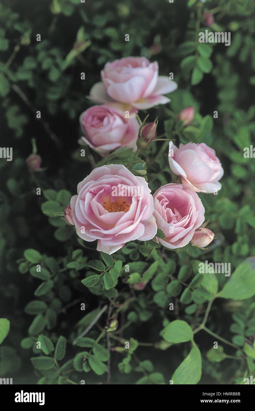 Rosa spinosissima pink hi-res stock photography and images - Alamy