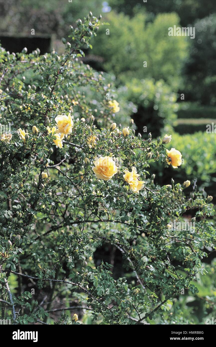 Rosa spinosissima stem hi-res stock photography and images - Alamy