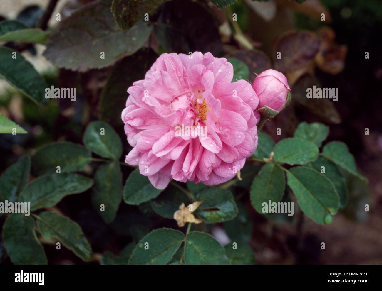 Salet leaf hi-res stock photography and images - Alamy