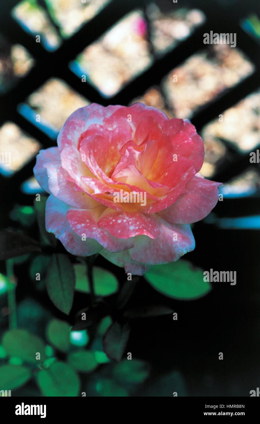 Rose (Rosa Santa Catalina), Rosaceae Stock Photo - Alamy