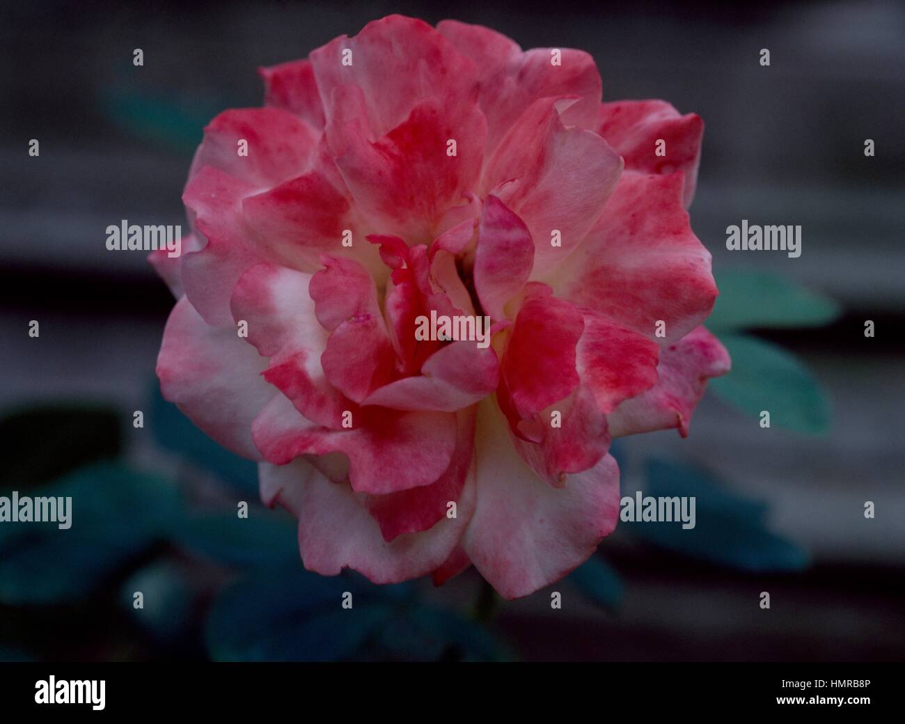 Rose (Rosa Santa Catalina), Rosaceae Stock Photo - Alamy