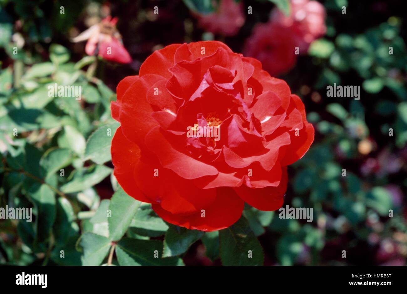 Satchmo hi-res stock photography and images - Alamy