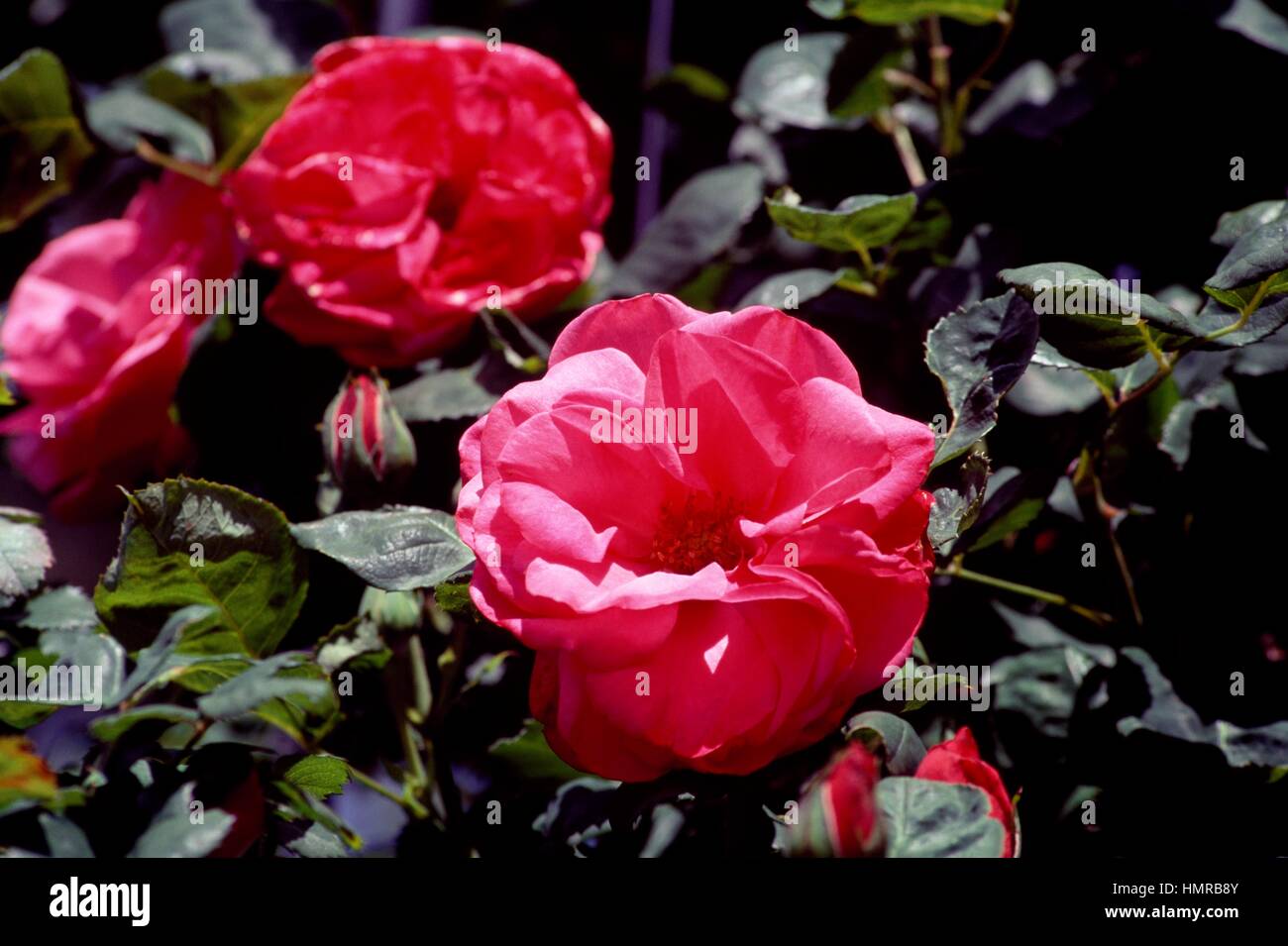 Rosa titian hi-res stock photography and images - Alamy