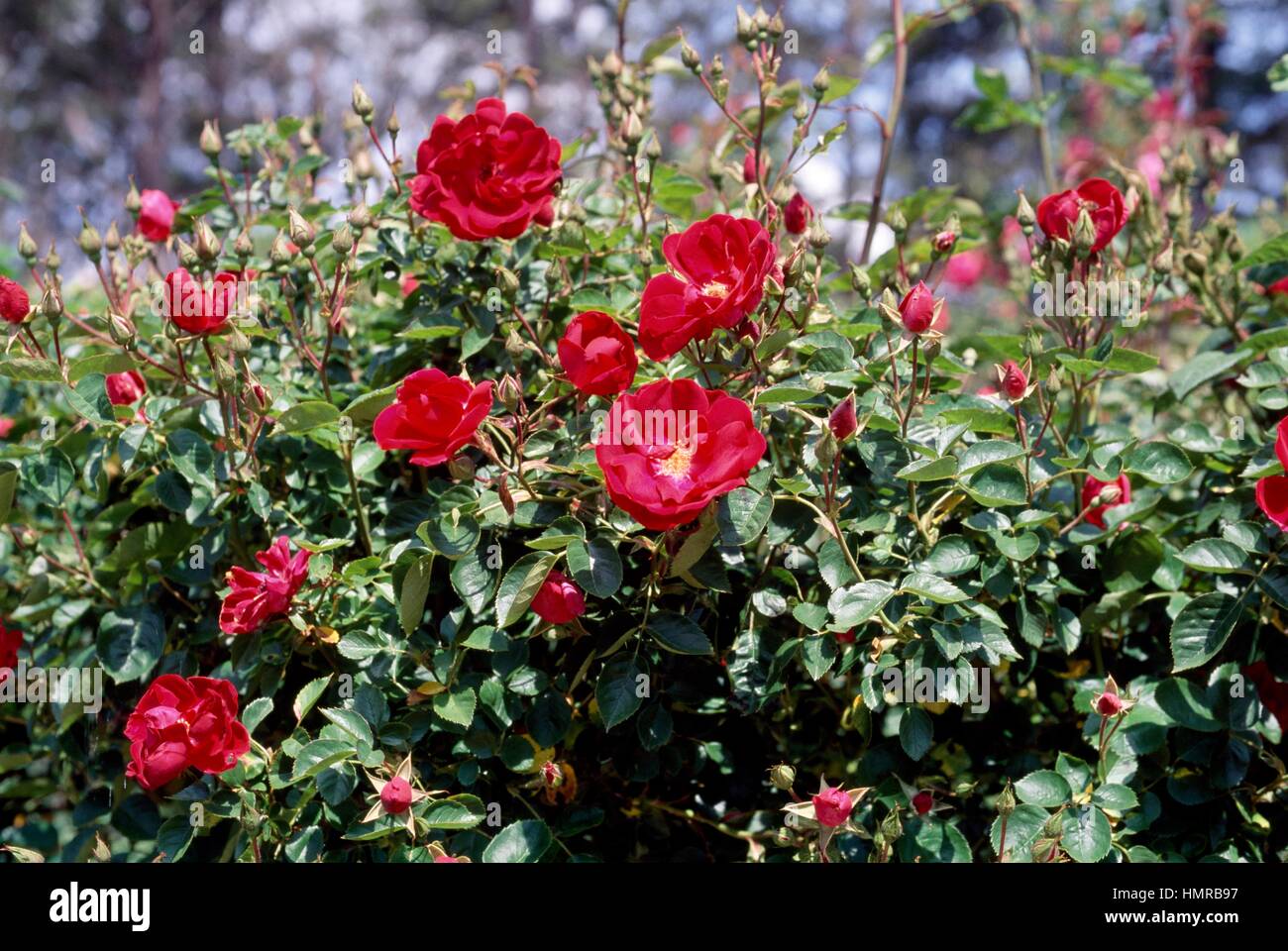 Rose (Rosa Tuscany Superb), Rosaceae Stock Photo - Alamy