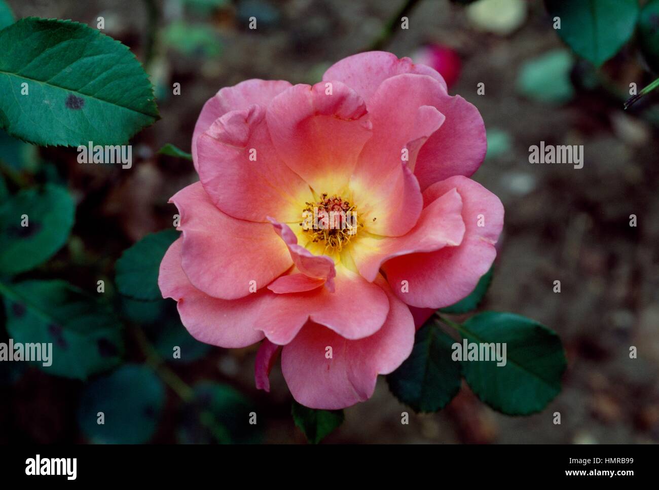 Rose (Rosa Tourbillon), Rosaceae Stock Photo - Alamy