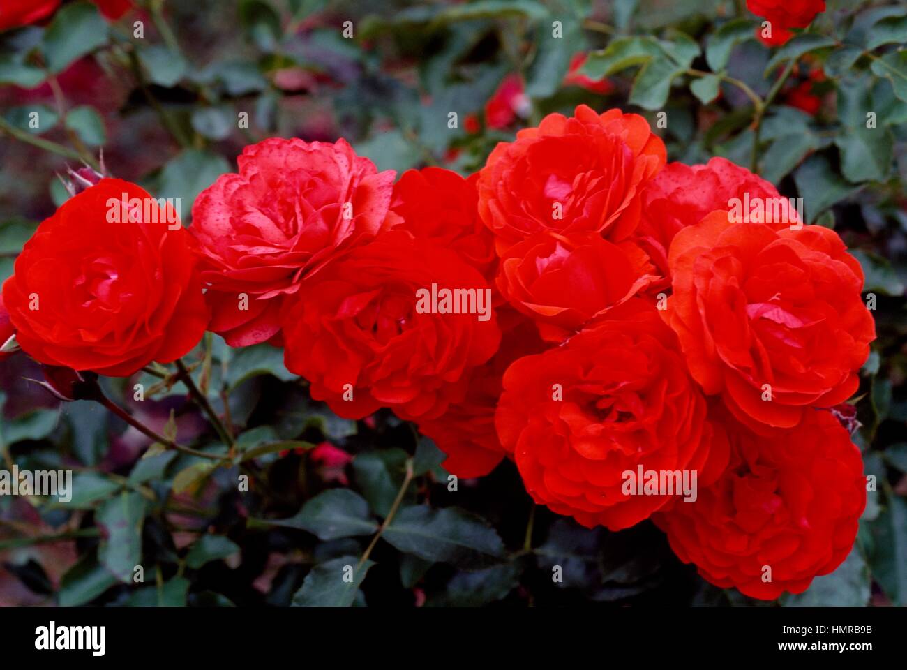Rose (Rosa Trumpeter), Rosaceae Stock Photo - Alamy