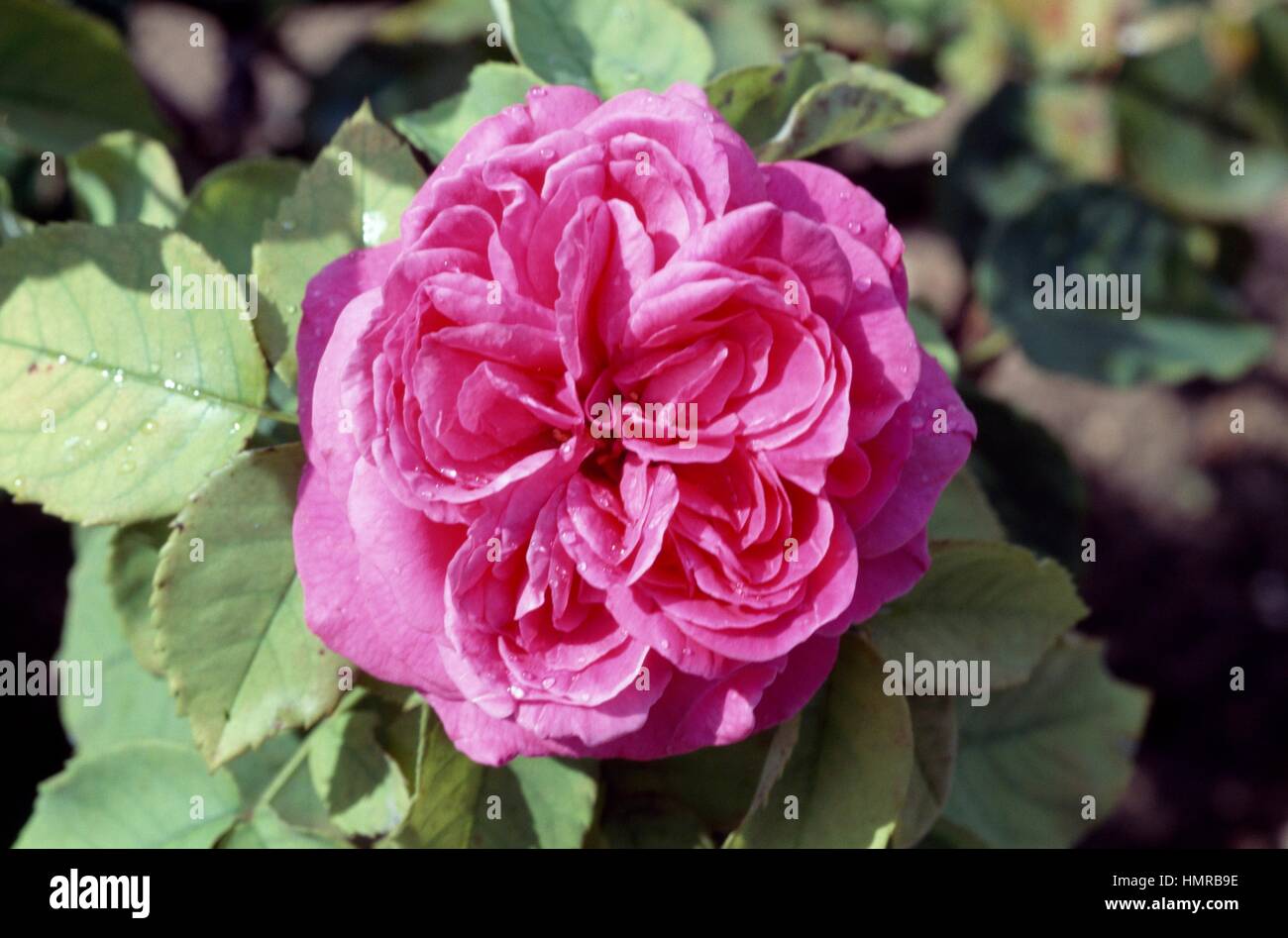 Rose rosa triomphe de caen hi-res stock photography and images - Alamy