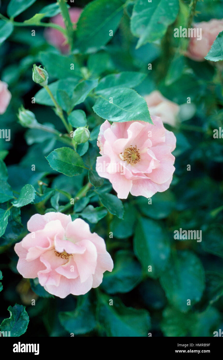 Rose rosa vent dete hi-res stock photography and images - Alamy