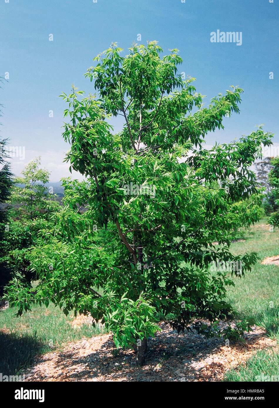 Box elder hi-res stock photography and images - Alamy