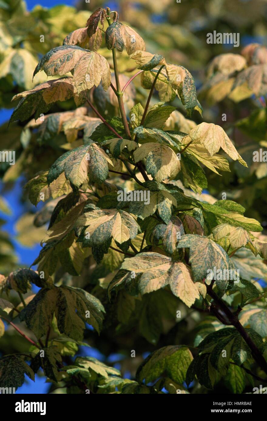 Variegated Water Maple or Sycamore Maple leaves (Acer pseudoplatanus ...