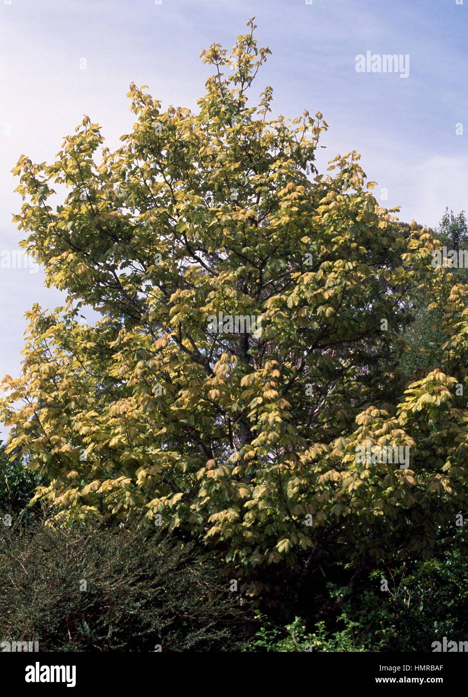 Variegated sycamore maple hi-res stock photography and images - Alamy