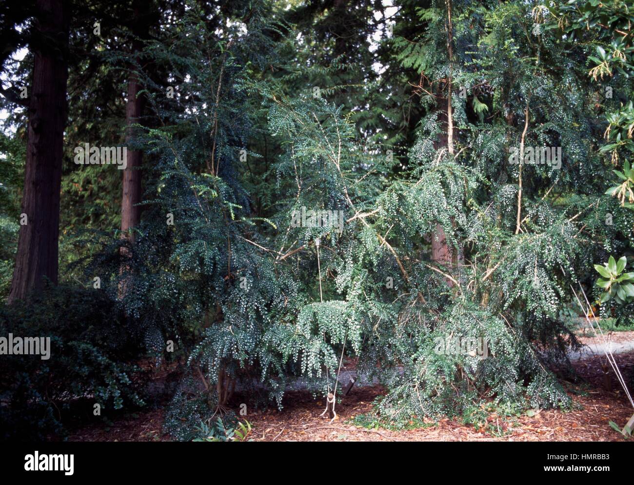 Boxleaf Azara High Resolution Stock Photography and Images - Alamy