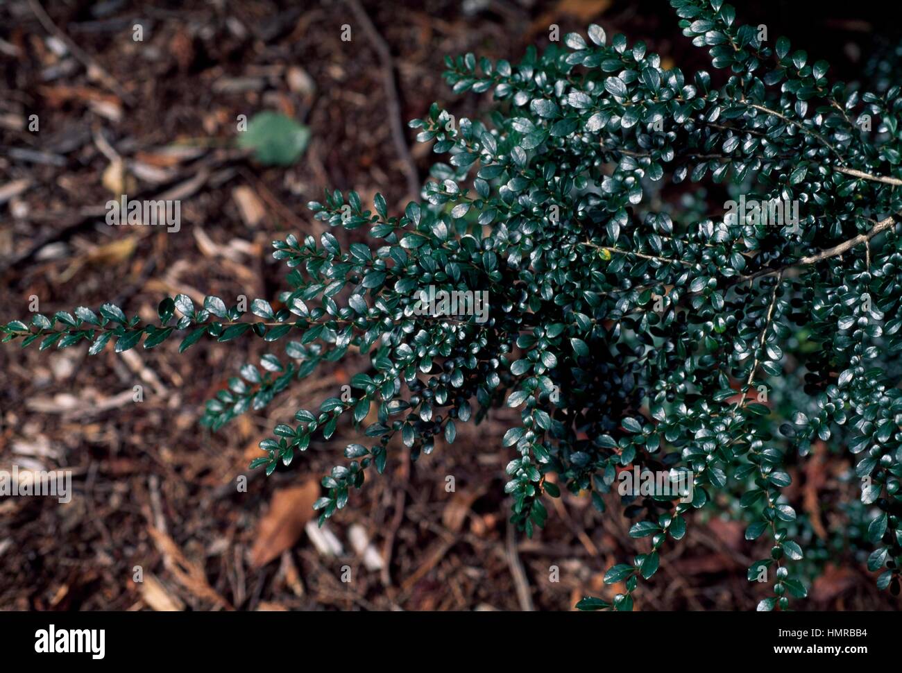 Boxleaf Azara (Azara microphylla), Salicaceae Stock Photo - Alamy