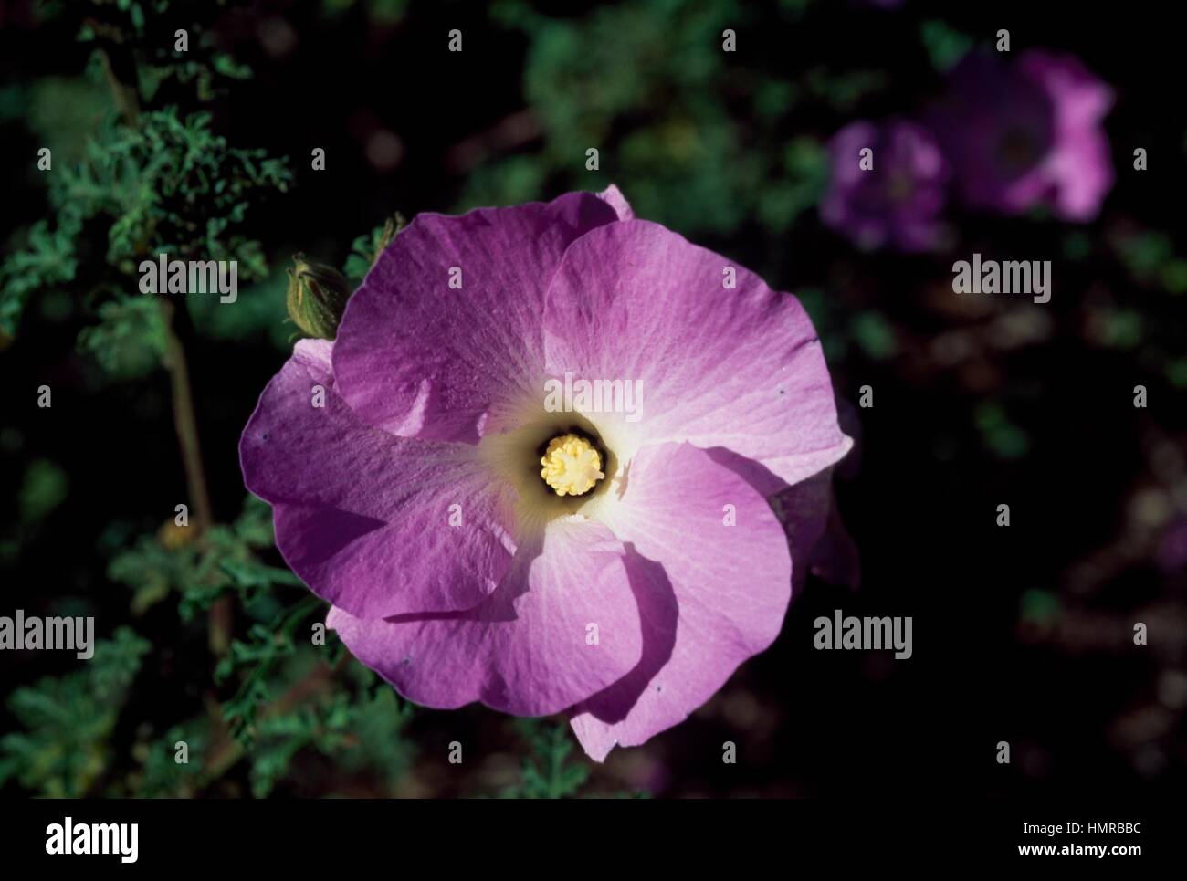 Lilac Hibiscus (Alyogyne huegelii), Malvaceae Stock Photo - Alamy