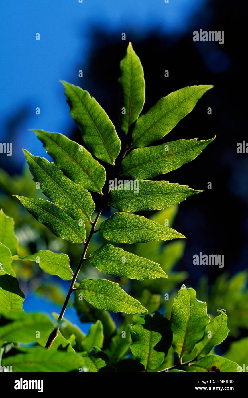 Titoki hi-res stock photography and images - Alamy