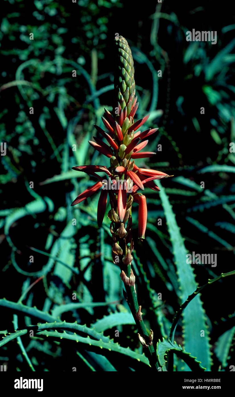 Krantz aloe (Aloe arborescens) flower, Liliaceae Stock Photo - Alamy