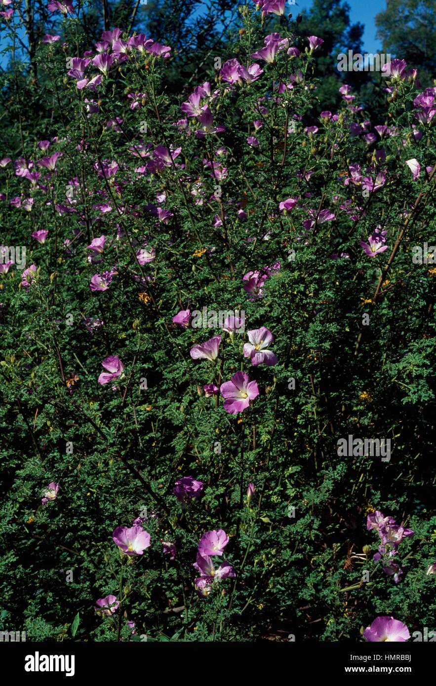 Lilac Hibiscus (Alyogyne huegelii), Malvaceae Stock Photo - Alamy