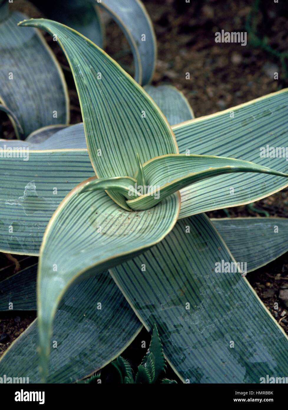 Aloe sp hi-res stock photography and images - Alamy