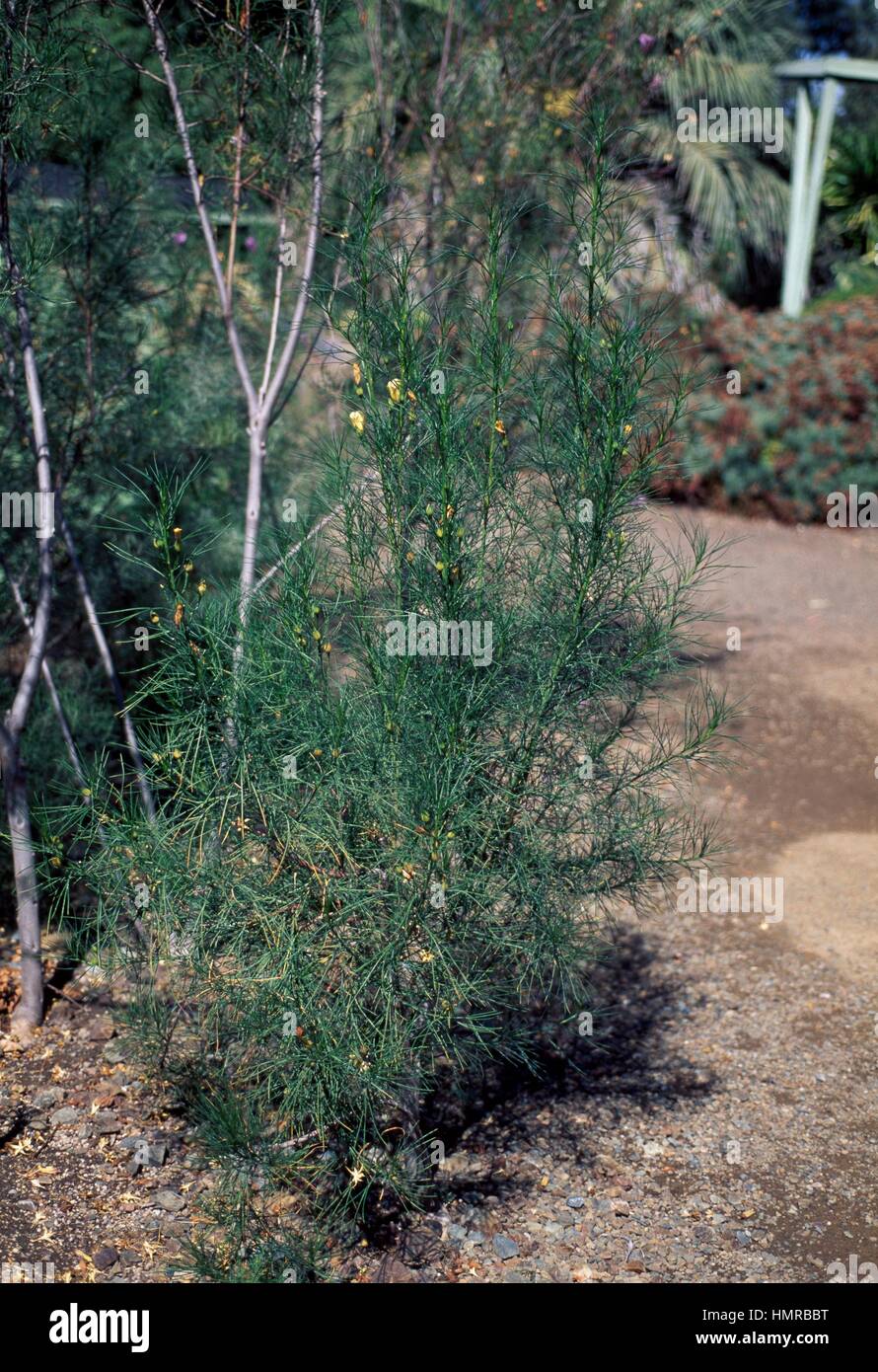 Alyogyne hakeifolia, yellow form, Malvaceae Stock Photo - Alamy