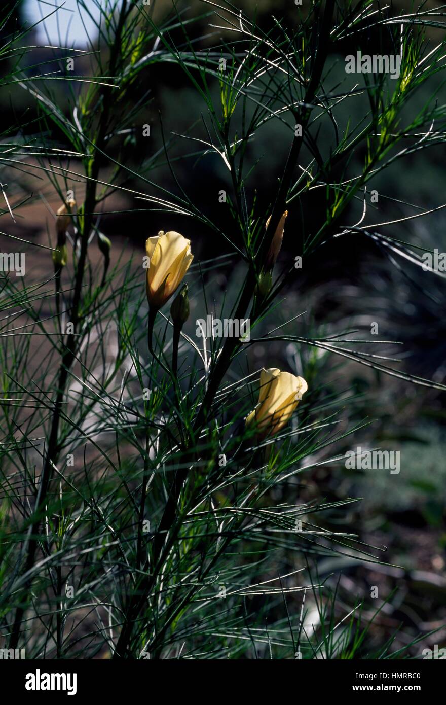 Alyogyne hakeifolia, yellow form, Malvaceae Stock Photo - Alamy
