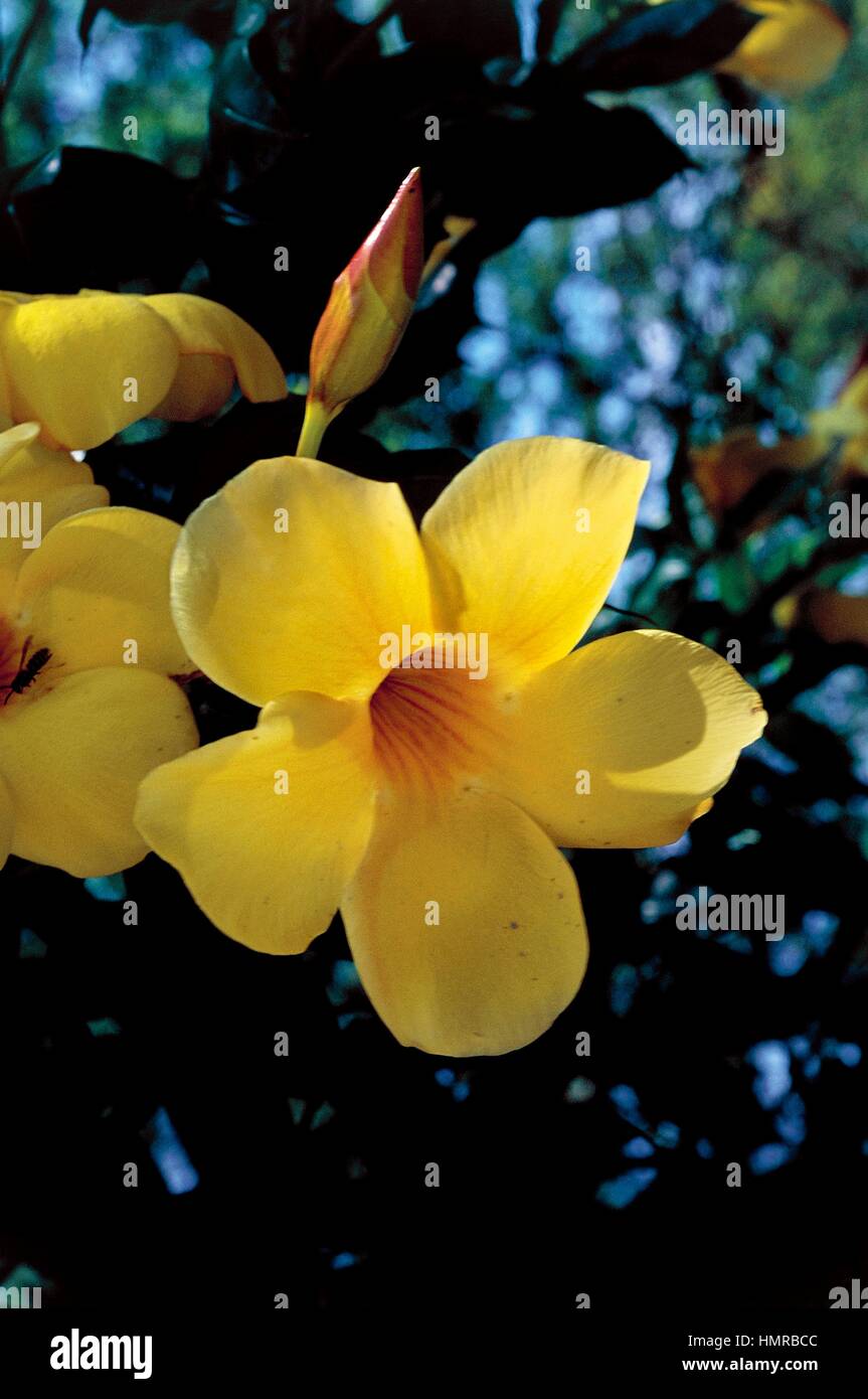 Golden Trumpet Vine, Common Allamanda or Yellow Allamanda (Allamanda ...
