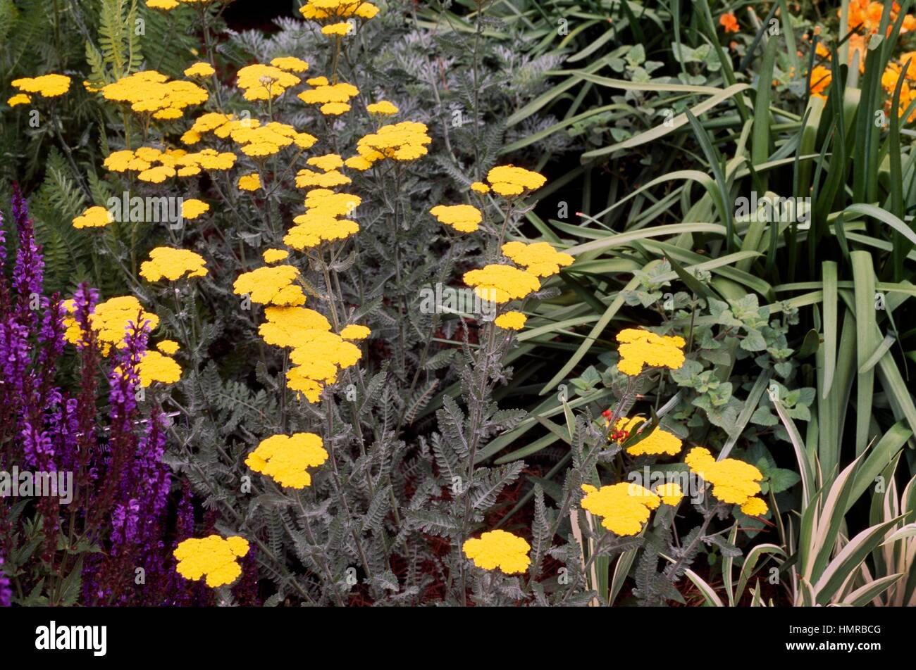Yarrow or Fernleaf yarrow (Achillea filipendulina Coronation Gold ...