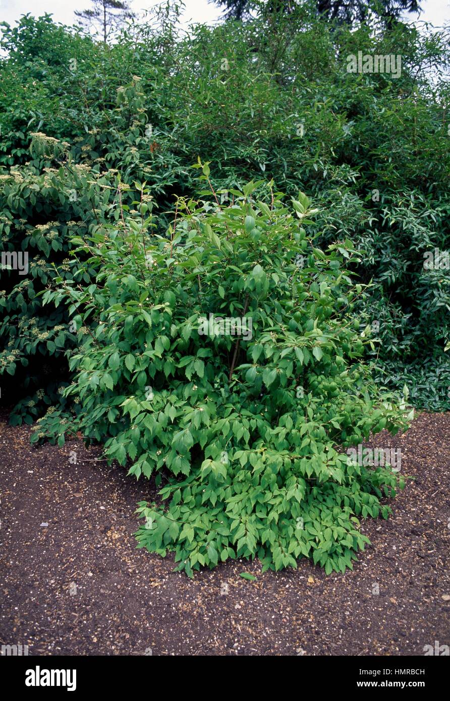 Abelia tyaihyoni, Caprifoliaceae Stock Photo - Alamy