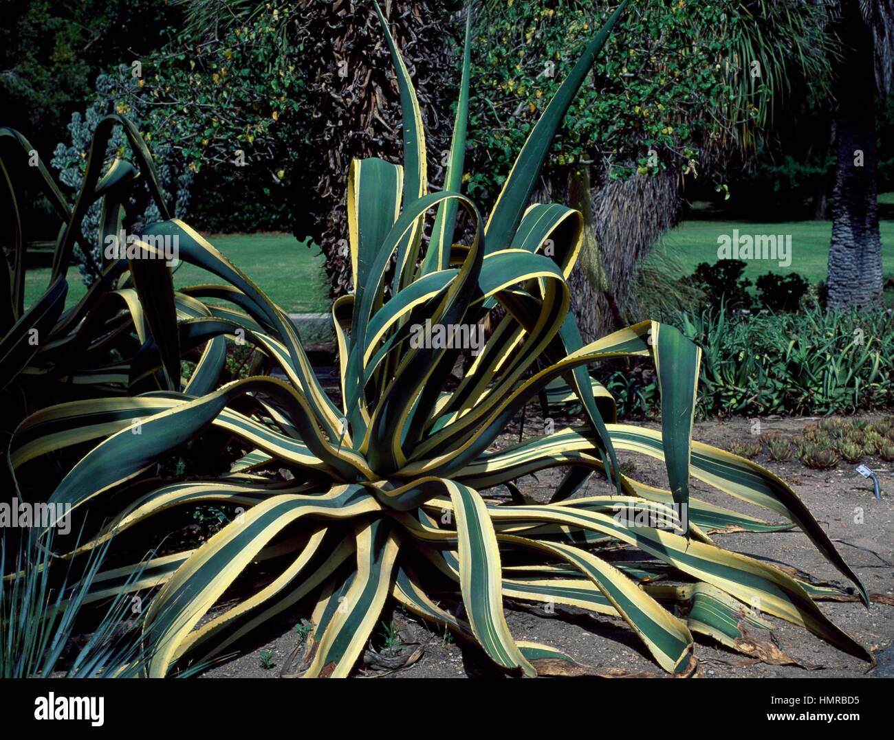 Agave picta, Agavaceae Stock Photo - Alamy