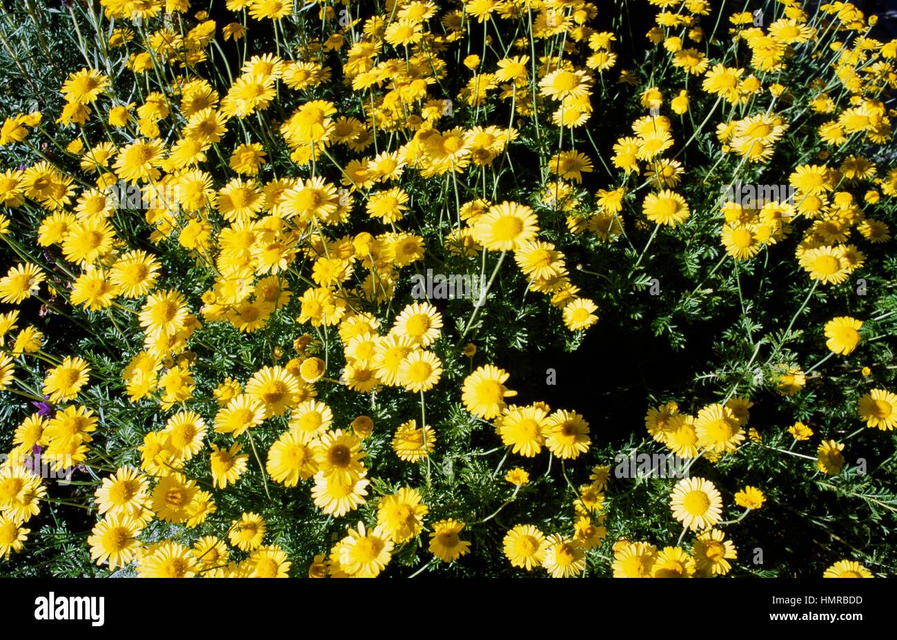 Golden marguerite or Yellow chamomile (Anthemis tinctoria or Cota ...